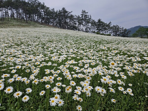 신안군, 제1회 섬 샤스타데이지 꽃 축제! 성료