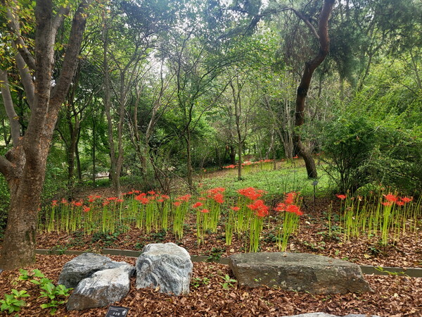 익산 원광대 자연식물원, 붉은 '상사화(꽃무릇)' 출렁